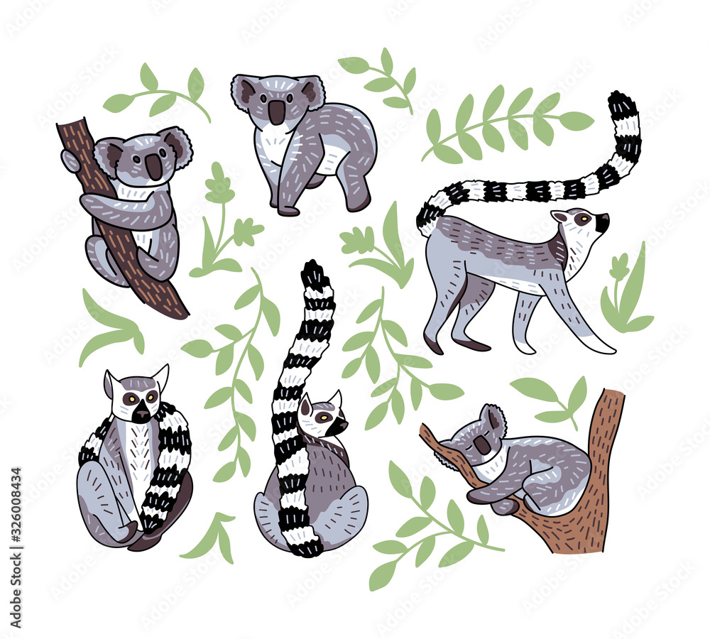Set of cute doodle ring-tailed lemurs and koala bears in different poses. Vector illustration of ...