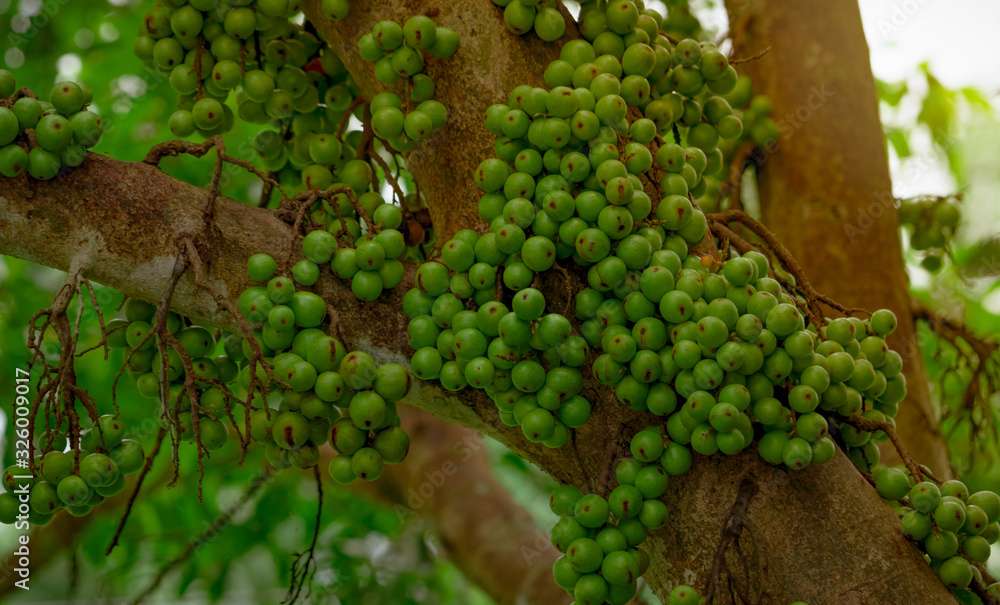 Cluster fig (Ficus racemosa) in tropical forest. Bottom view of green ...