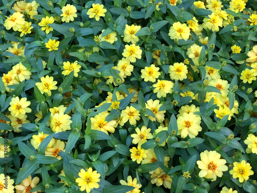 Yellow Zinnia Angustifolia, the narrow-leaf zinnia blooming in the ...
