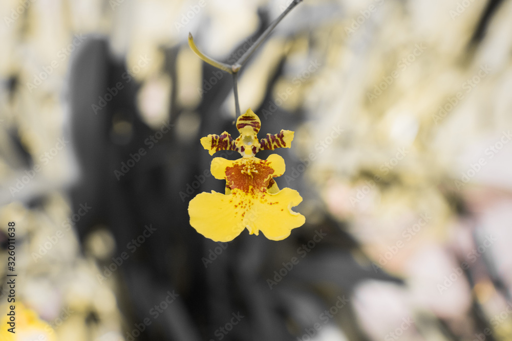 Oncidium orchids are known as dancing lady or dancing doll orchids for ...