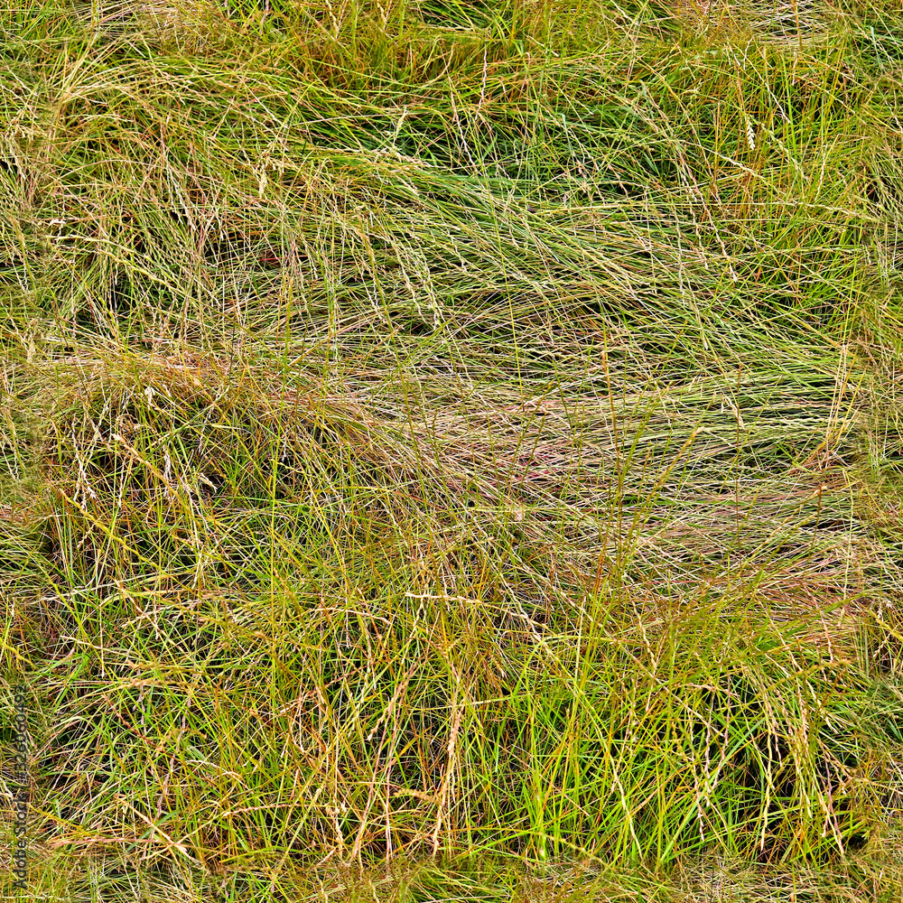 Photo realistic seamless grass texture in high resolution with more ...