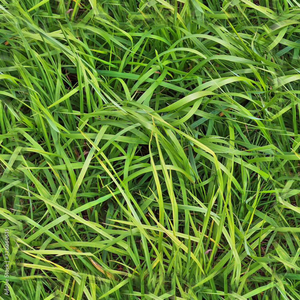 Photo realistic seamless grass texture in high resolution with more ...