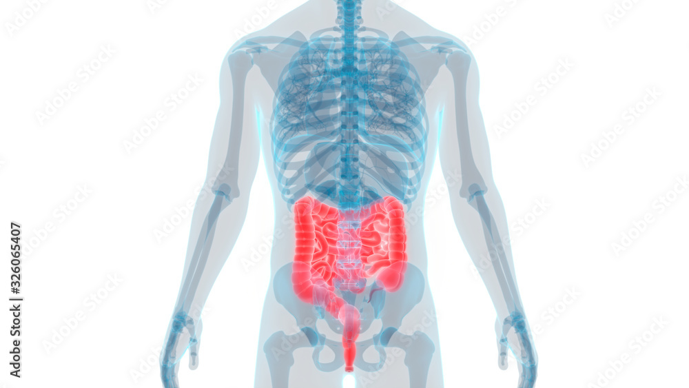 Human Digestive System Large and Small Intestine Anatomy Posterior View ...