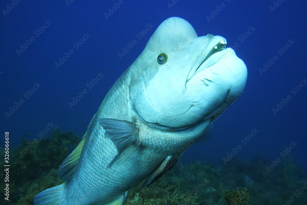 Approaching asian sheepshead wrasse (Semicossyphus reticulatus) in ...