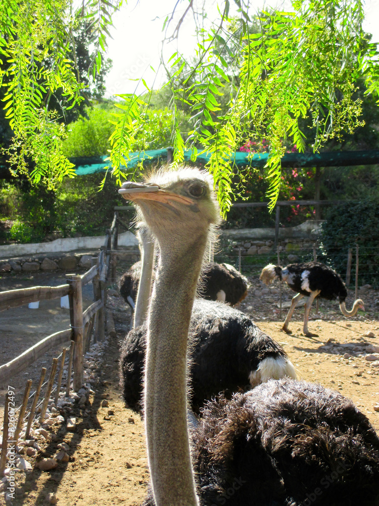 Ostrich Breeding Tradition in South Africa - CPT Stock Photo | Adobe Stock