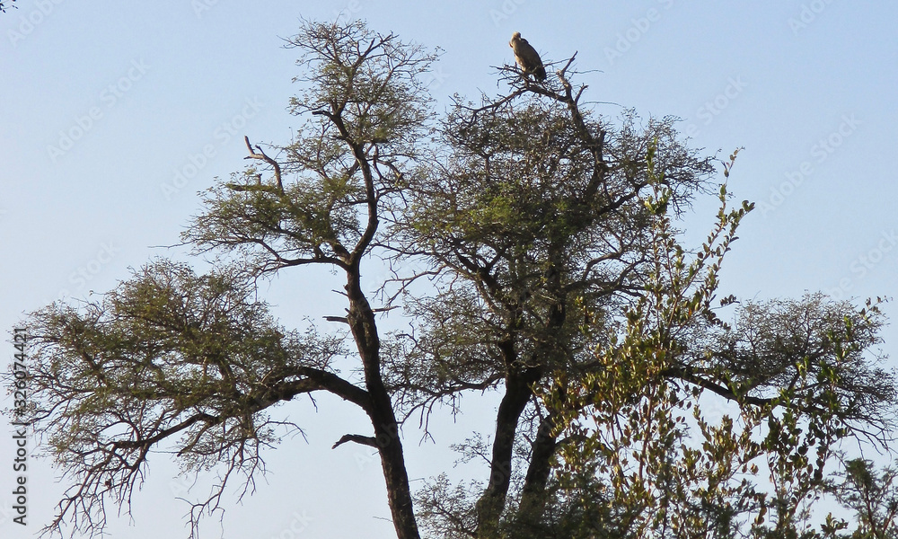 Foto Stock The famous Kruger National Park one of the oldest game ...