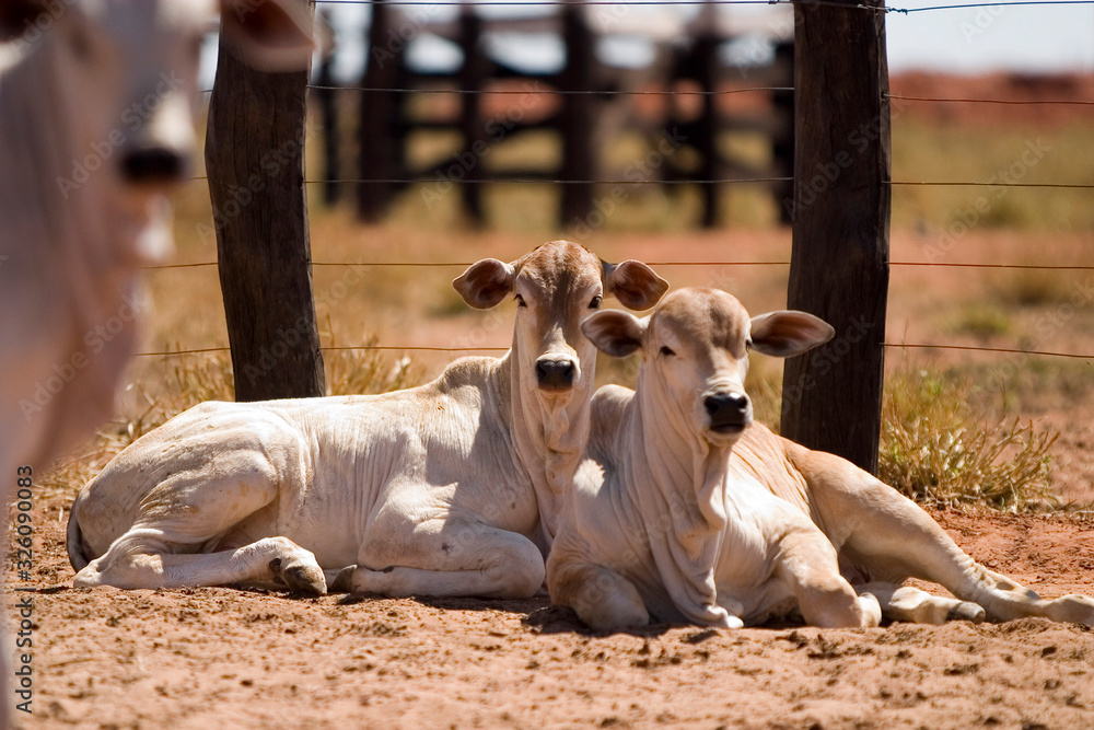 novilhos perfeitos no curral, 2 novilhos da raça Nelore Stock Photo ...