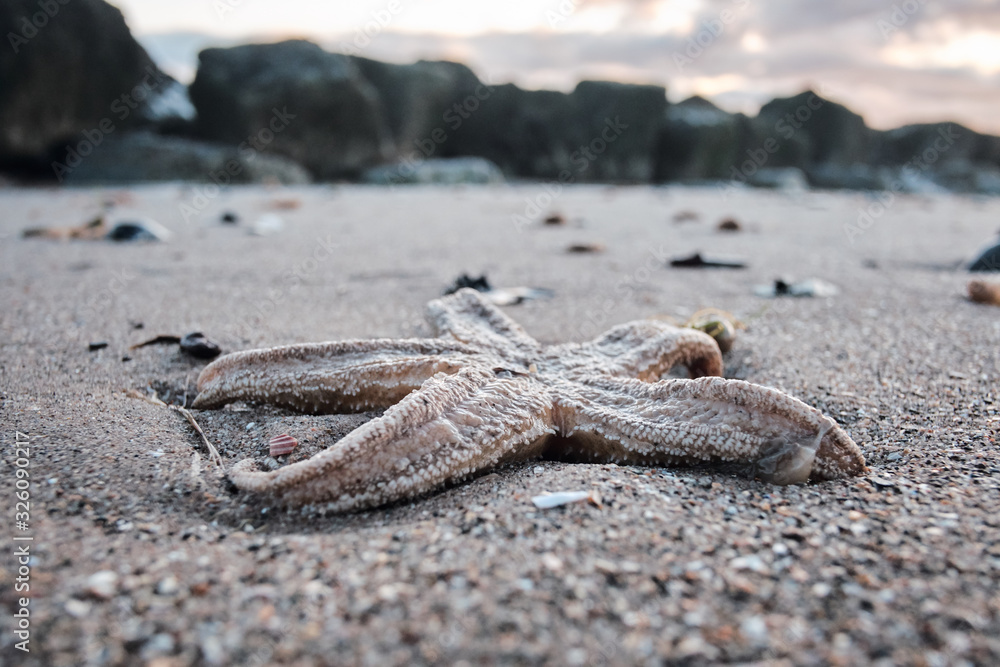 A washed up dead star fish on an orange sandy beach. Dying marine life ...