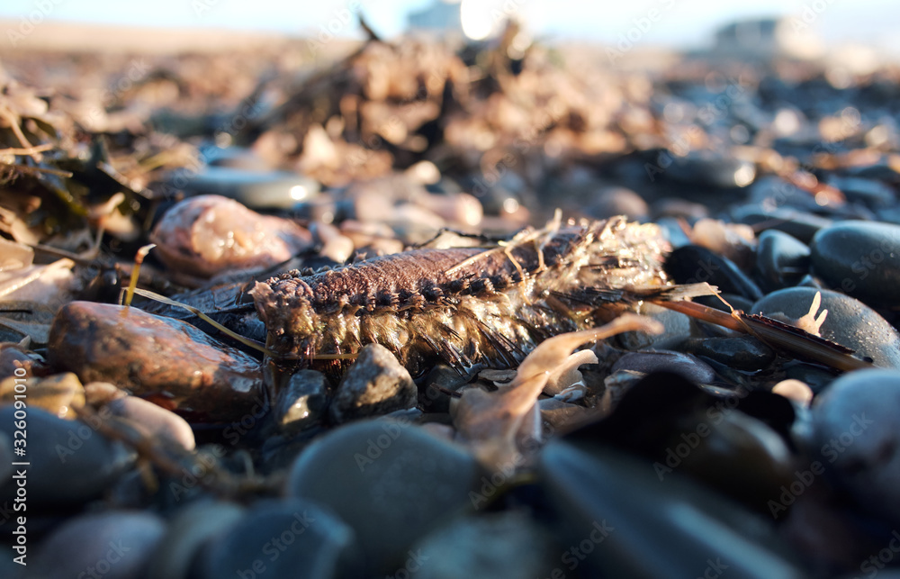A washed up sea slug fish on an orange sandy beach. Dying marine life ...