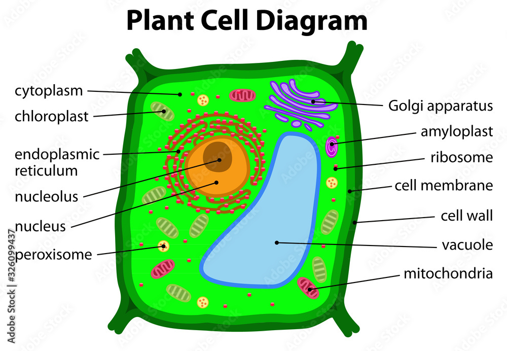 Diagram of an plant Cell Stock Vector | Adobe Stock