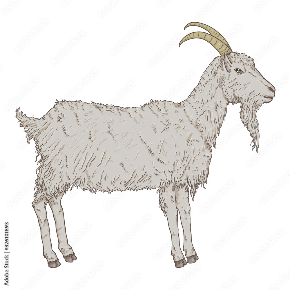 Vector Cartoon Goat. Side View He-goat Illustration Stock Vector ...