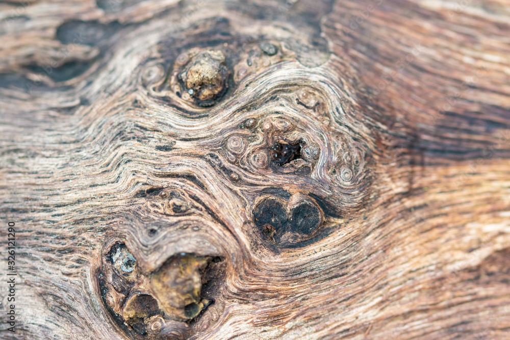 Old oak wood knut and knur texture, macro abstract natural background ...