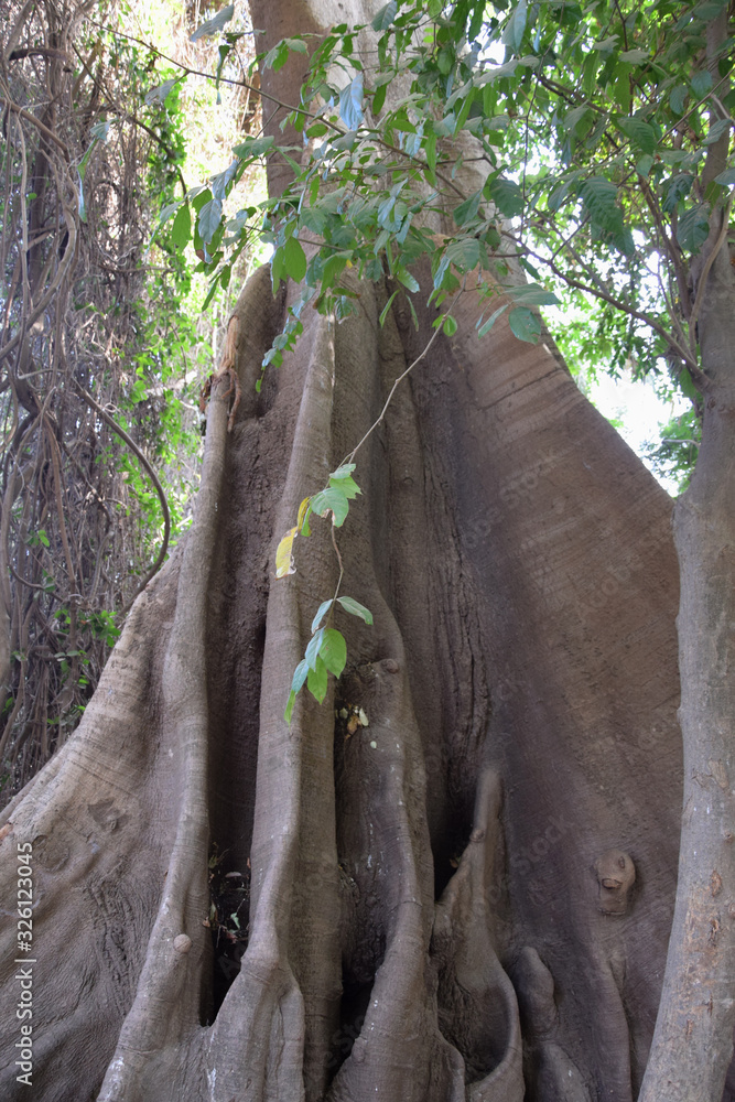 Kapok tree (Fromager, Ceiba pentandra var. guineensis) - Banjul, Gambia ...