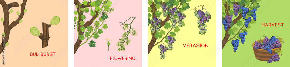 Annual growth life cycle of grapevine. Grapevine development and ...