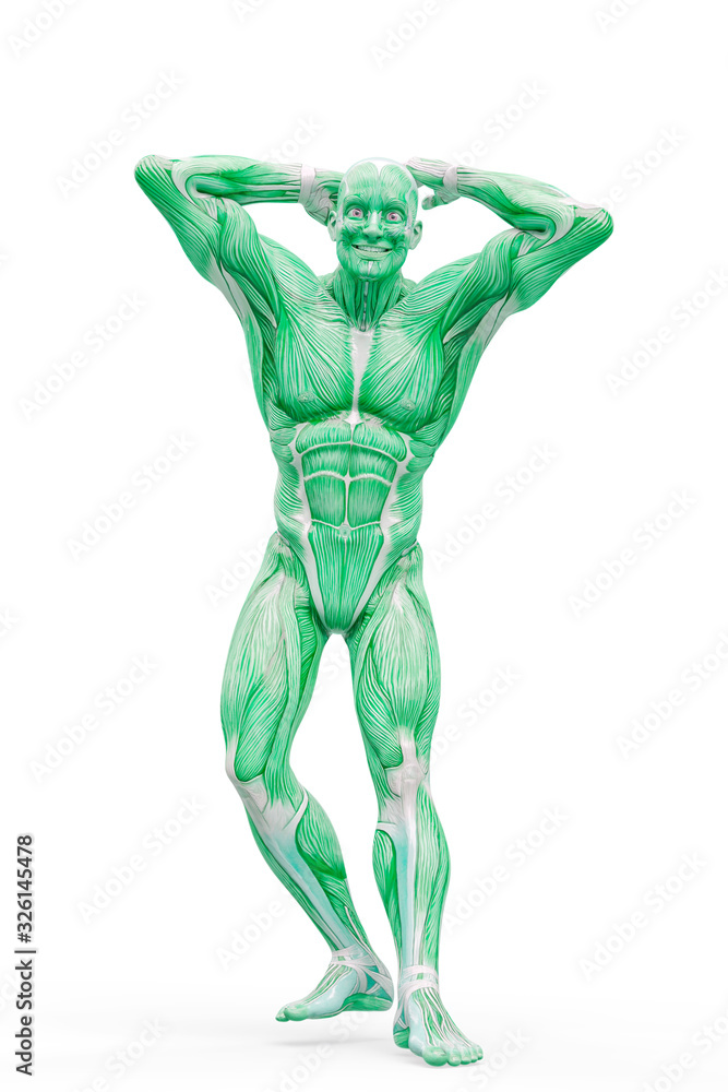 muscleman anatomy heroic body doing a bodybuilder pose ten in white ...