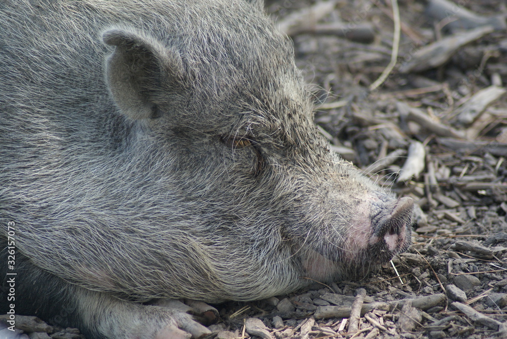 Pig Stock Photo | Adobe Stock