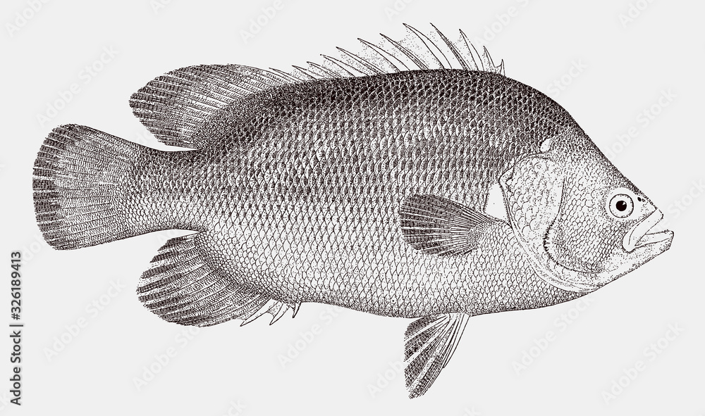 Atlantic tripletail lobotes surinamensis, tropical marine fish in side ...