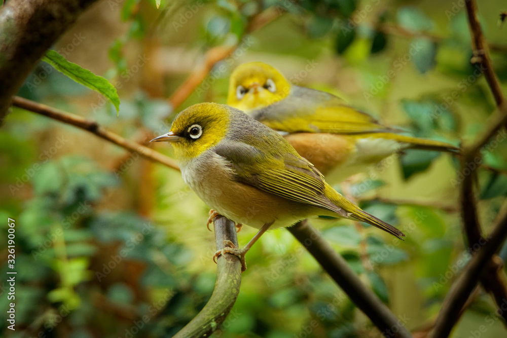 Zosterops lateralis - Silvereye - tauhou in the primeval forest in New ...