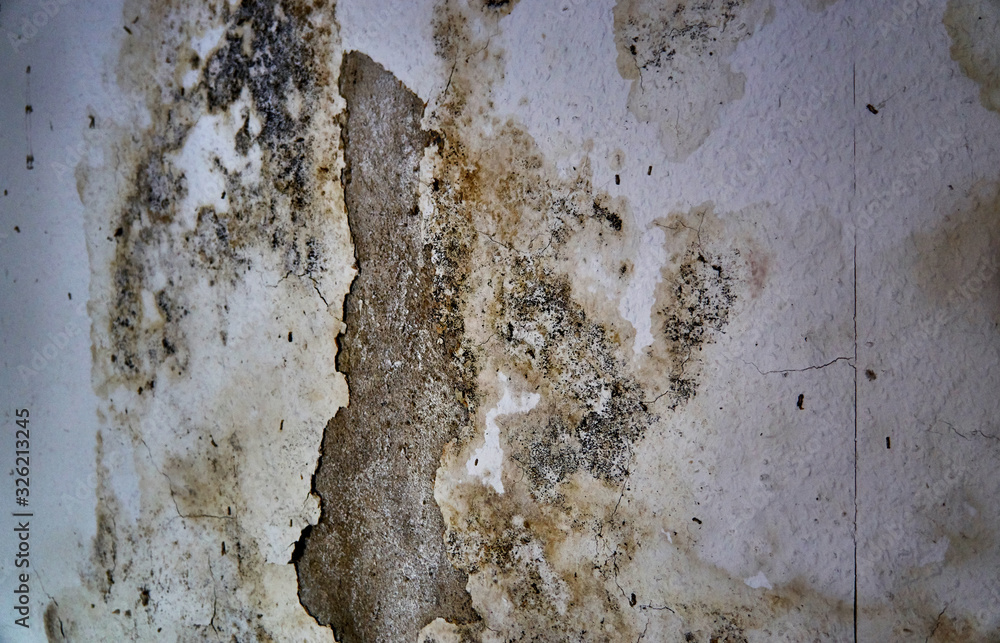 Mold wall in an apartment with different types of mold. Close-up. Stock ...