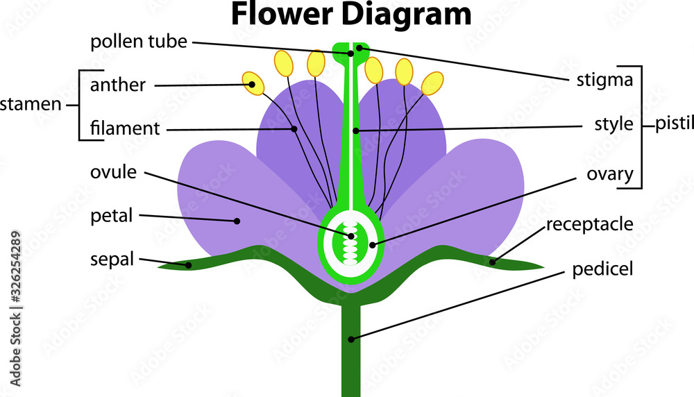 diagram of a flower structure Stock Vector | Adobe Stock