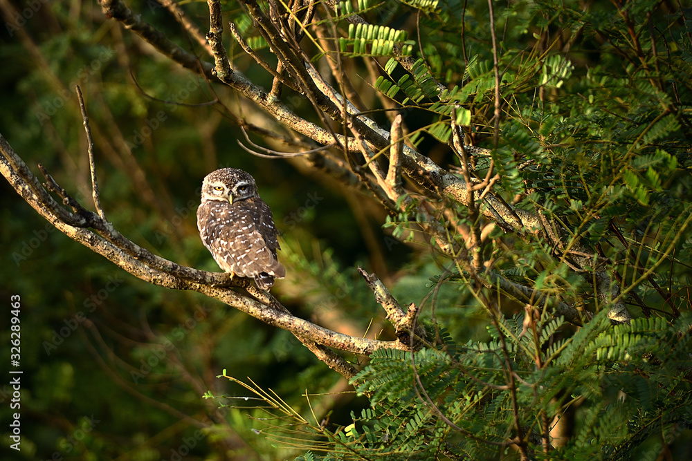 Incredibly beautiful Indian owl in the jungle near Fort Tiracol. India ...
