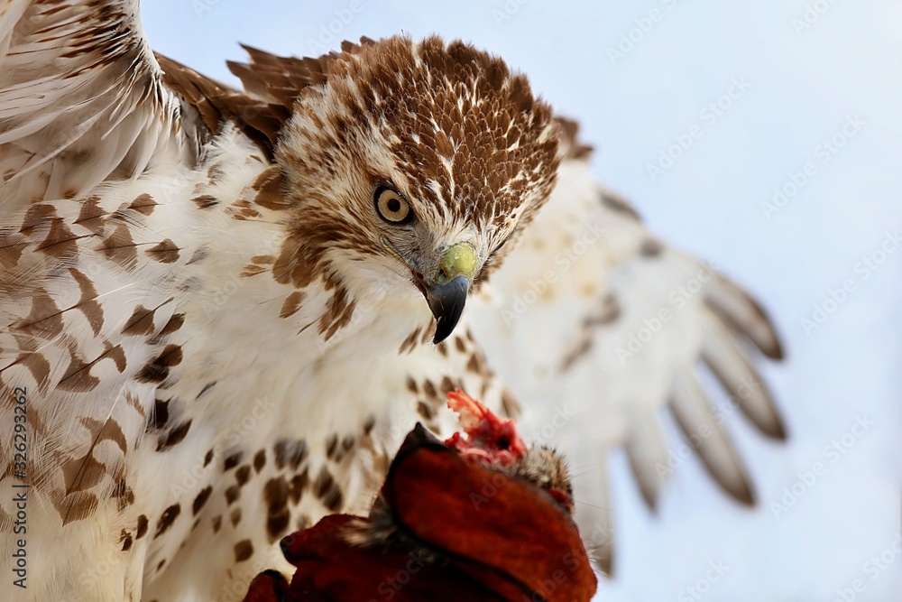 Red-tailed hawk The red-tailed hawk is a bird of prey that breeds ...