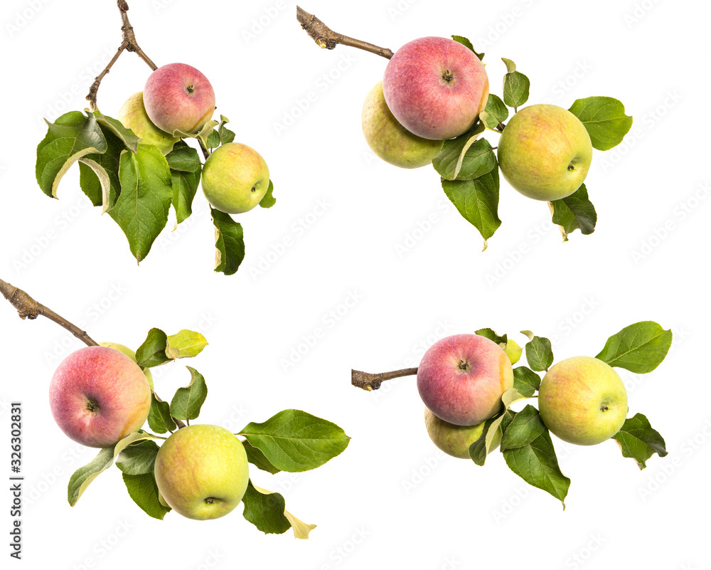 set of apple tree branches isolate, with green foliage and fruits ...