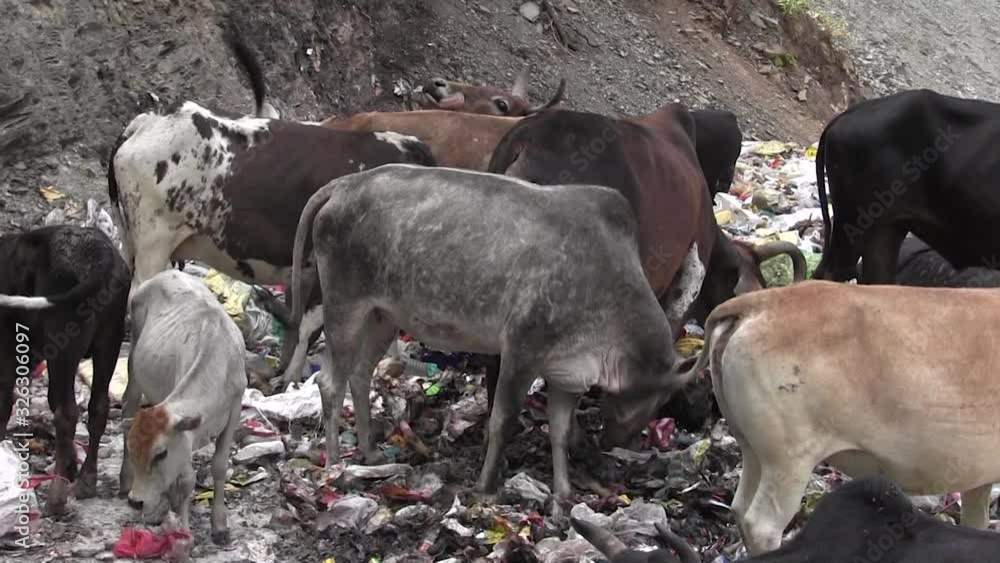 Dead cow. Environmental disaster. Ecological catastrophes become ...