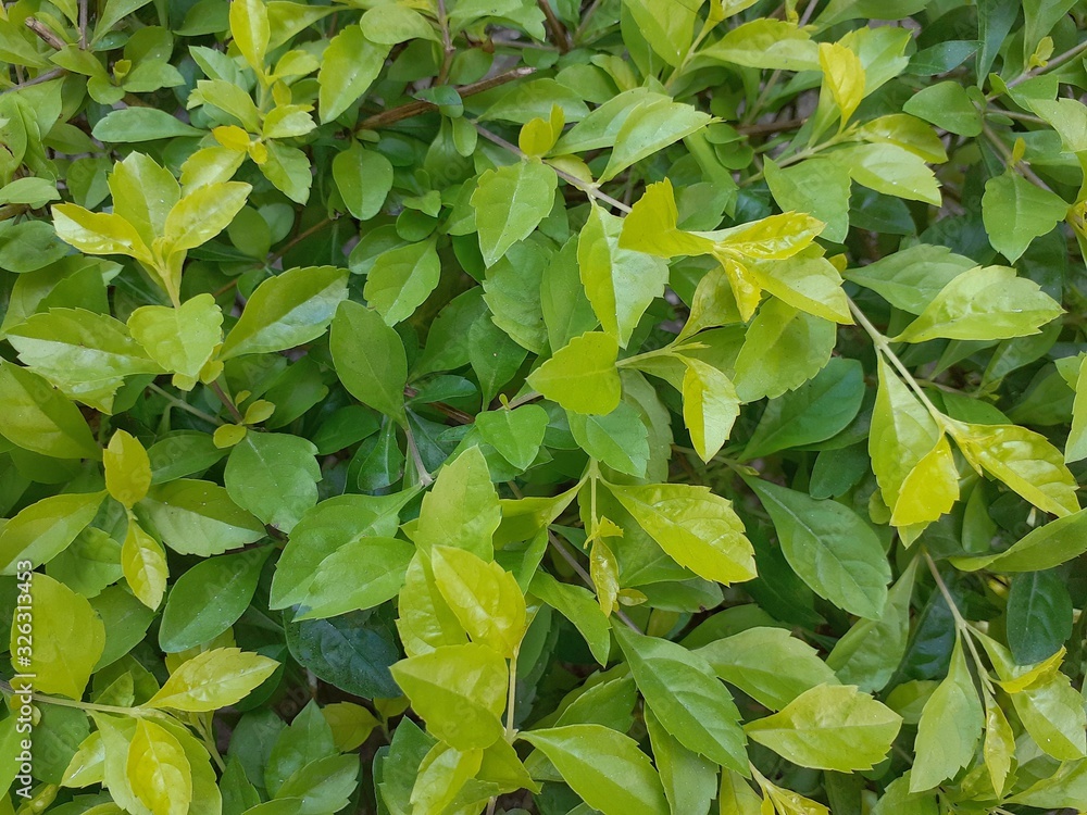 Duranta erecta gold mound plant leaves background. Golden dewdrop ...
