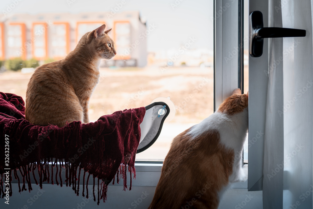 Foto de gato atigrado sentado en una cama pegada a la ventana, mira a ...