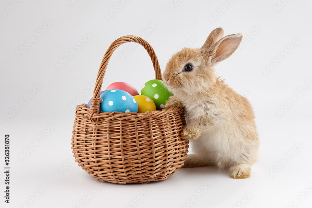 Easter bunny rabbit with basket full of eggs Stock Photo | Adobe Stock