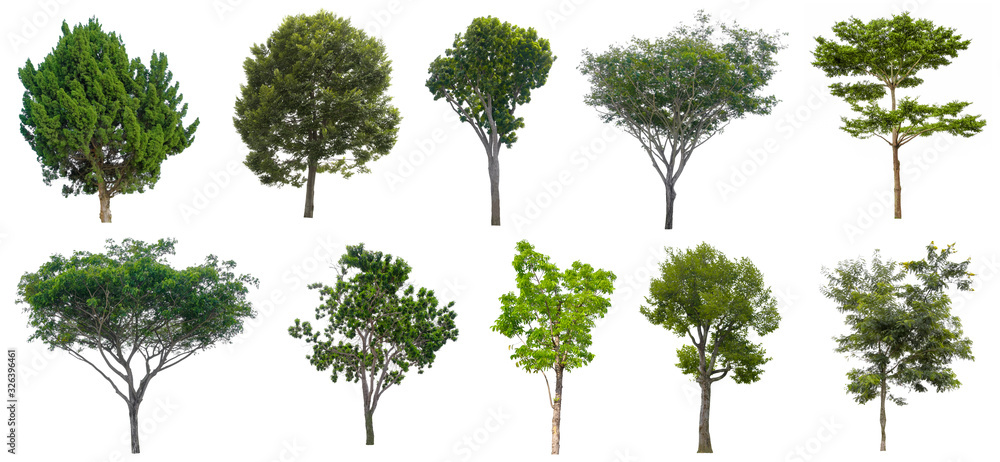 Collection Beautiful Trees Isolated on white background , Suitable for ...