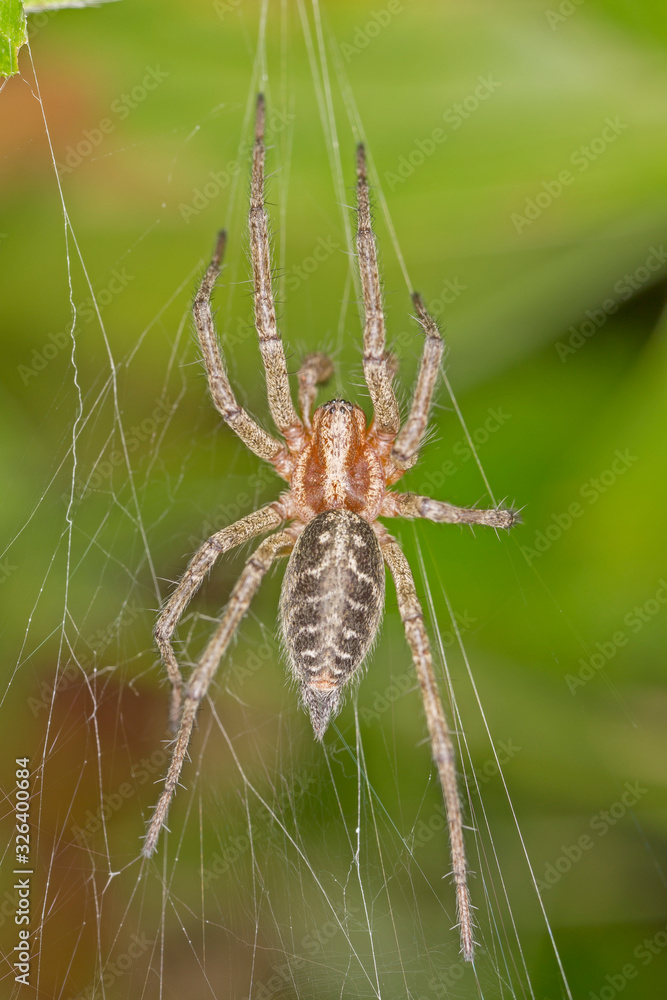 Agelena labyrinthica is a species of spiders in the family Agelenidae ...