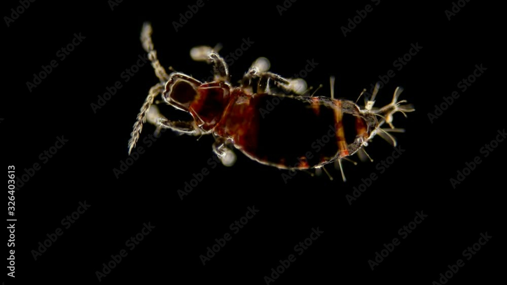 Thysanoptera under a microscope, in agronomy, most types of thrips are ...