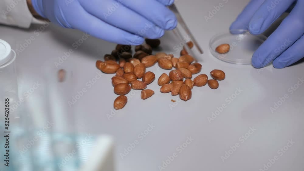 Research of GMO peanut in the laboratory. Doctor is conducting an ...