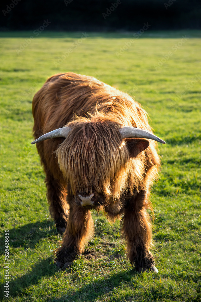 Highland Cattle Baby