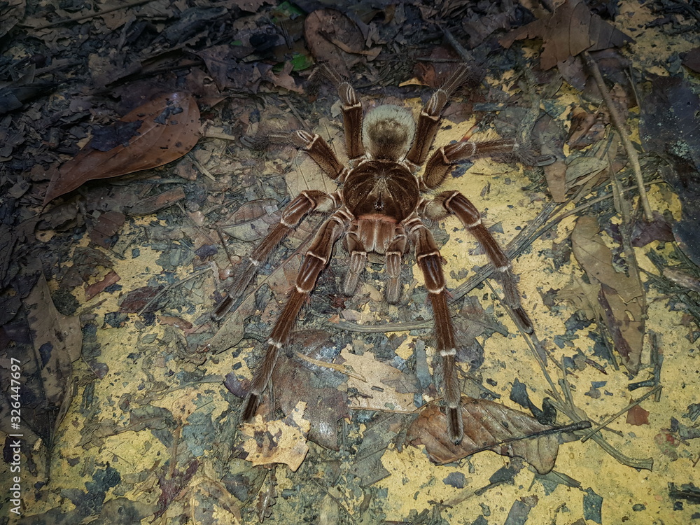 Goliath birdeater (Theraphosa blondi) belongs to the tarantula family ...