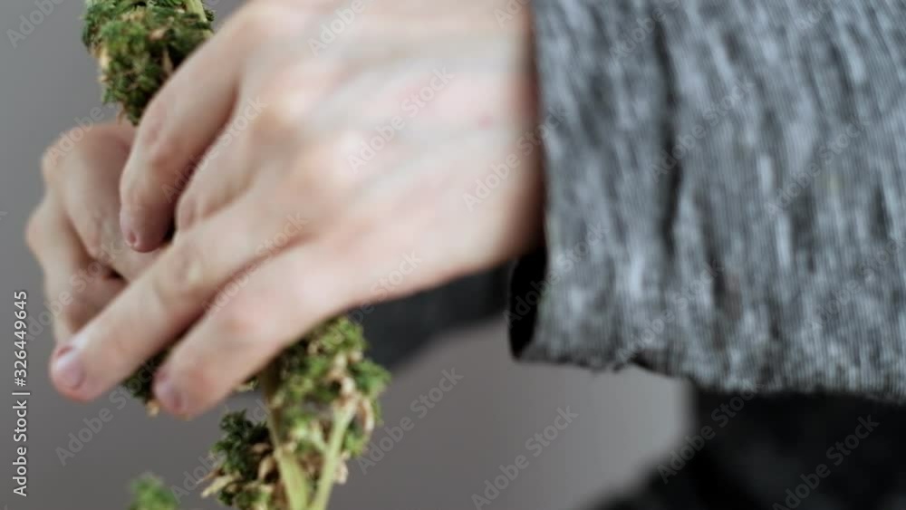 Cultivation of marijuana, male hands clip and form the buds of a ...