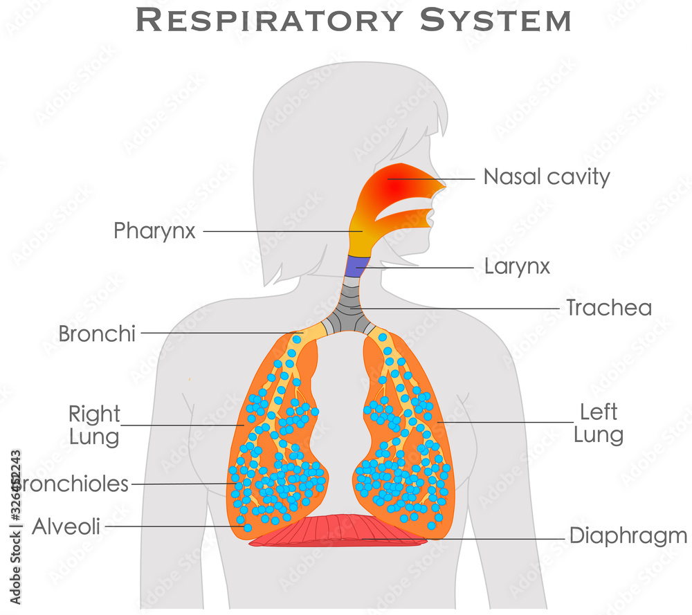 Respiratory System Pharynx