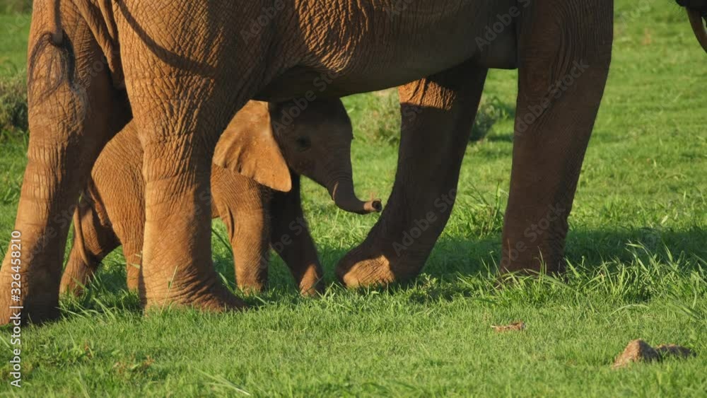 Slow-motion camera moves around a tiny, baby African Elephant hiding ...