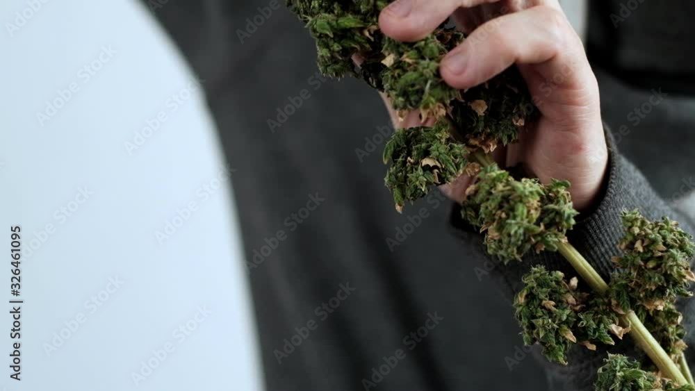Video „Cultivation of marijuana, male hands clip and form the buds of a ...