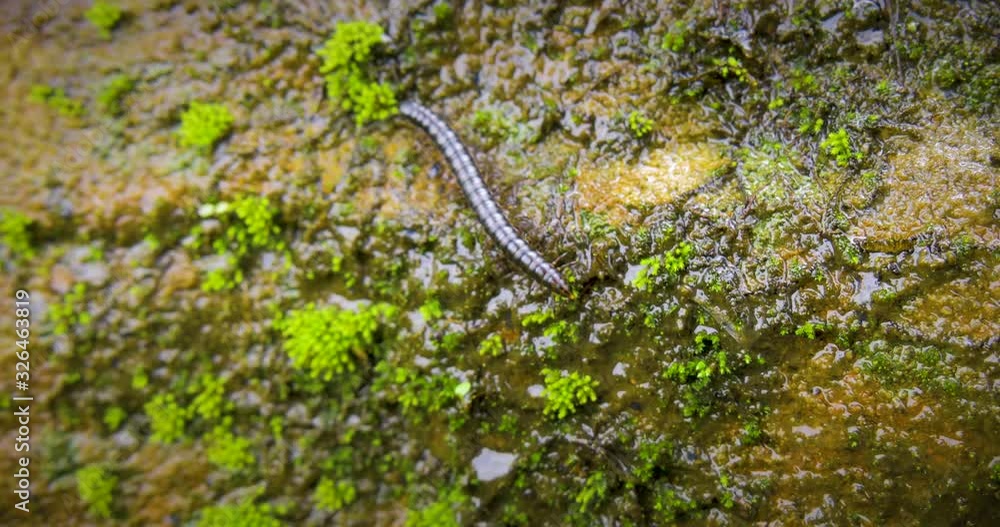 Beautiful 4K shot of a millipede crawling across a moss covered rock in ...