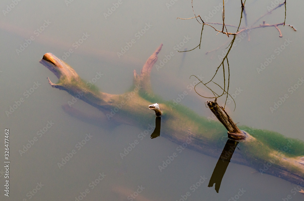 Submerged Log With Agae Stock Photo | Adobe Stock