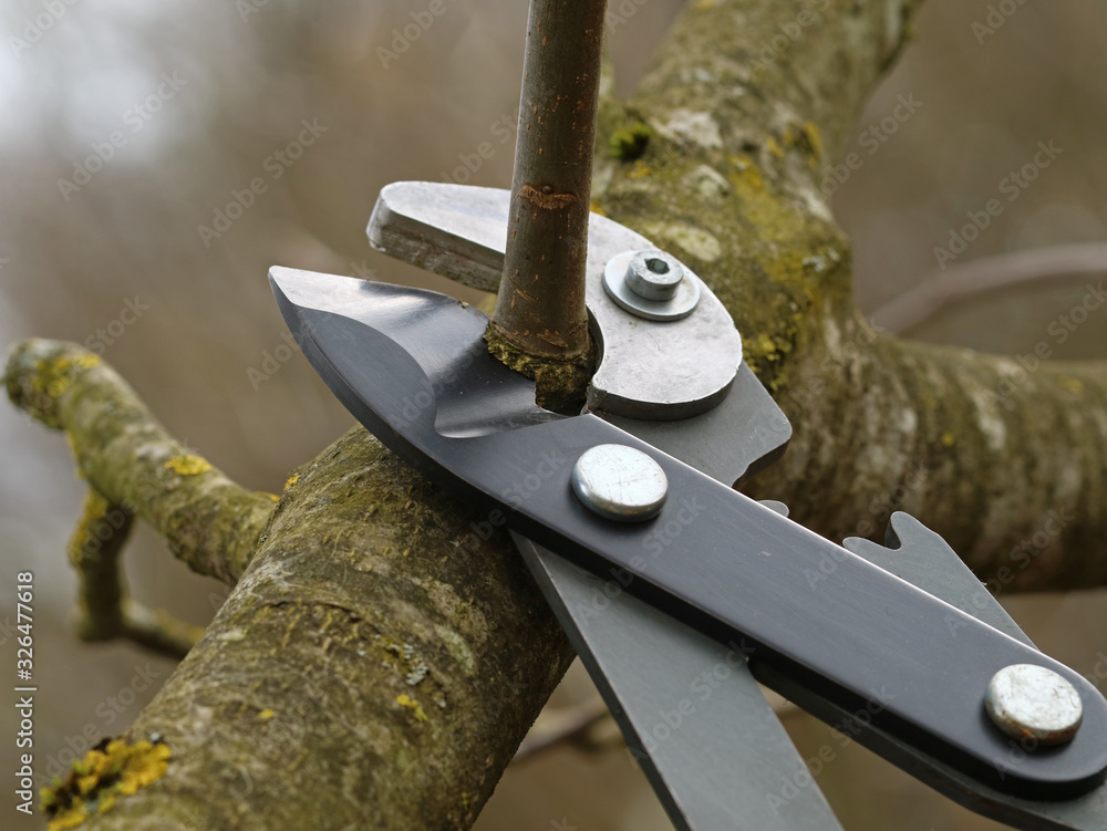 water shoot cutting of a fruit tree with a pruning shear, close up ...