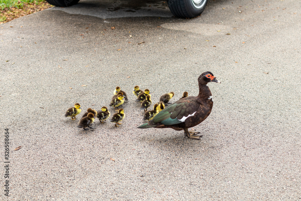 Foto de A protected female Muscovy Duck known as a feral backyard or ...
