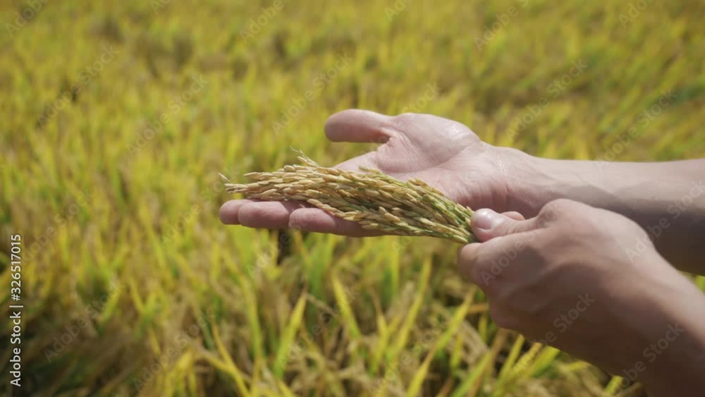 Video Stock Hands of farmer holding ripe rice ears. Harvest rice in ...