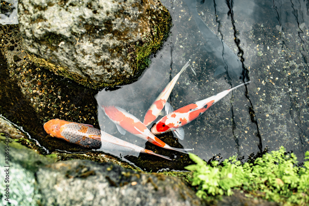 Japanese carp (Koi fish) swimming in canal of Shimabara city (Nagasaki ...