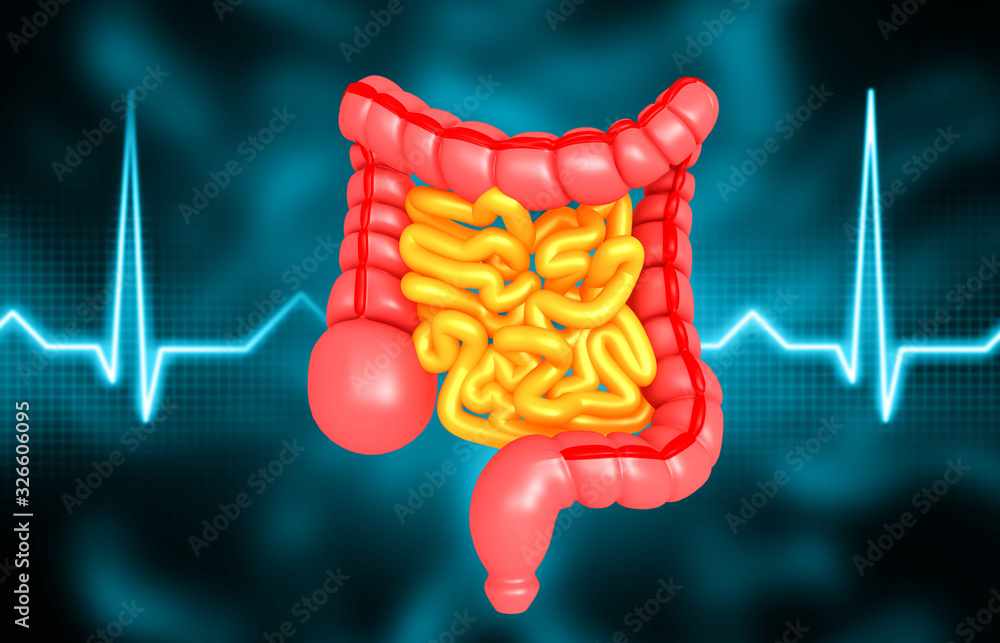 Human large and small intestine on medical background. 3d illustration ...