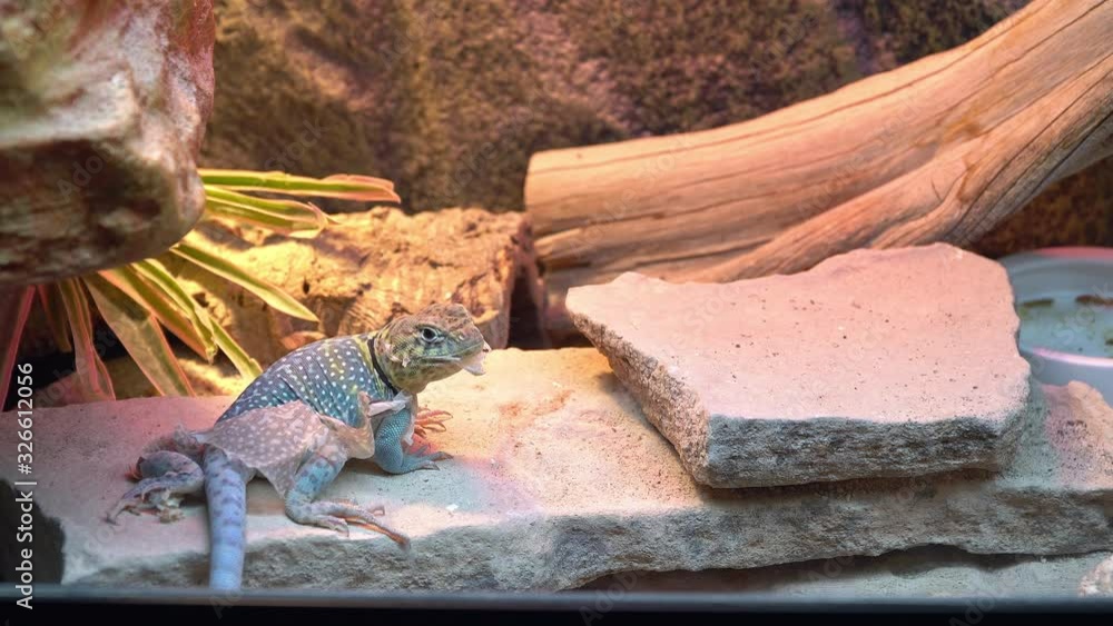 Lizard as it is shedding its skin scraping on a rock as it tries to ...