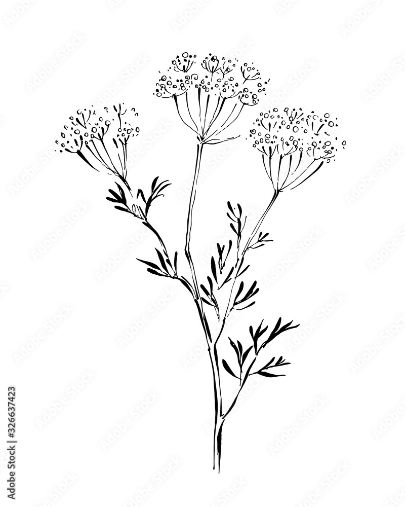 Line drawing of anise on white background. Hand-drawn vector ...